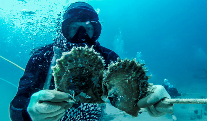 What Is Pearl - Gemstone Facts and Information