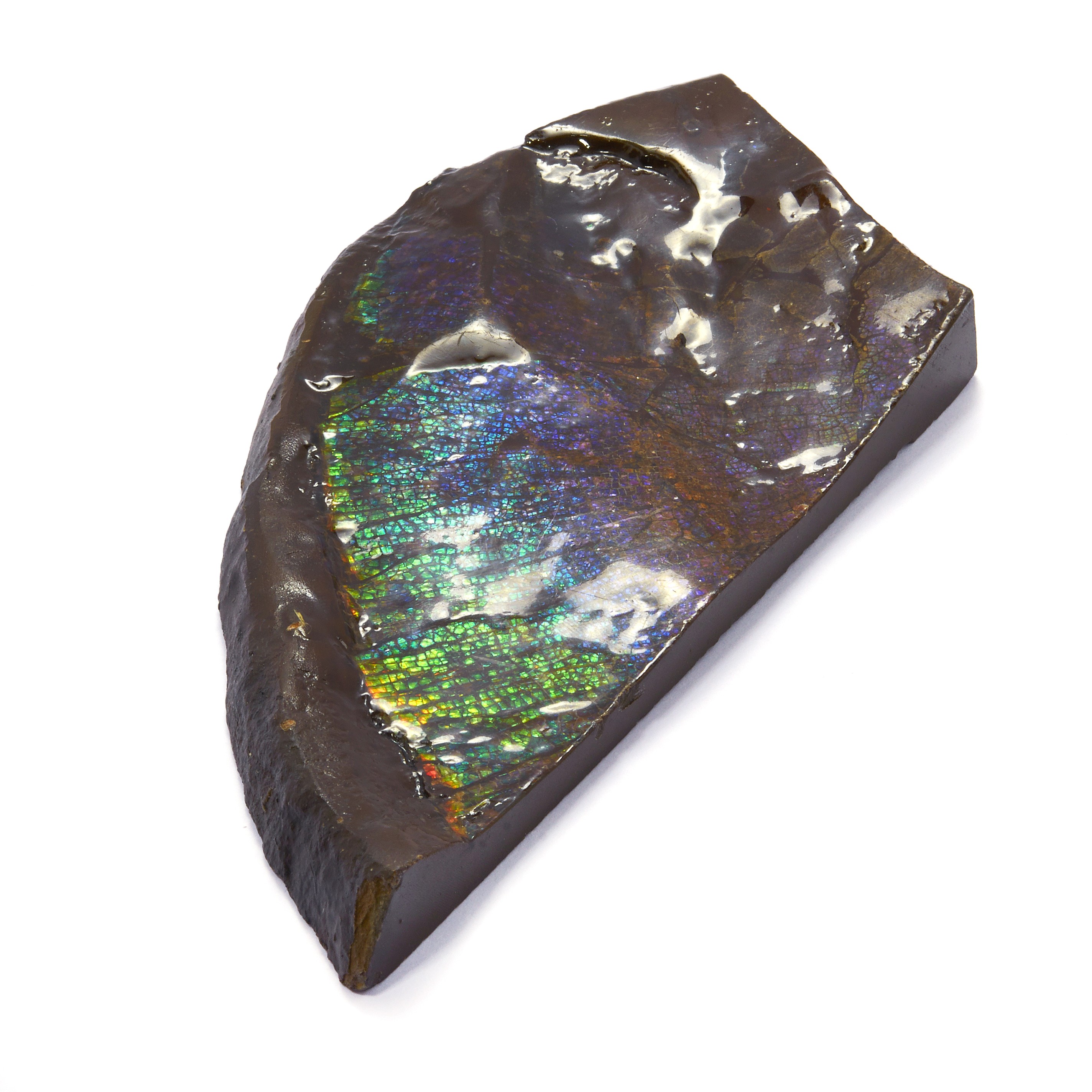 Ammolite