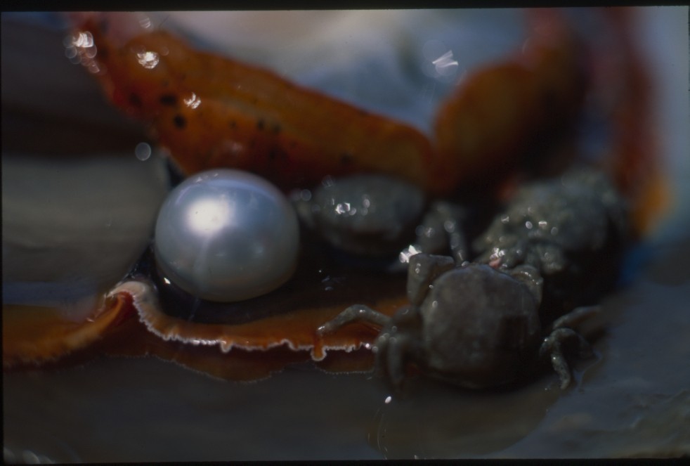What Is Pearl - Gemstone Facts and Information