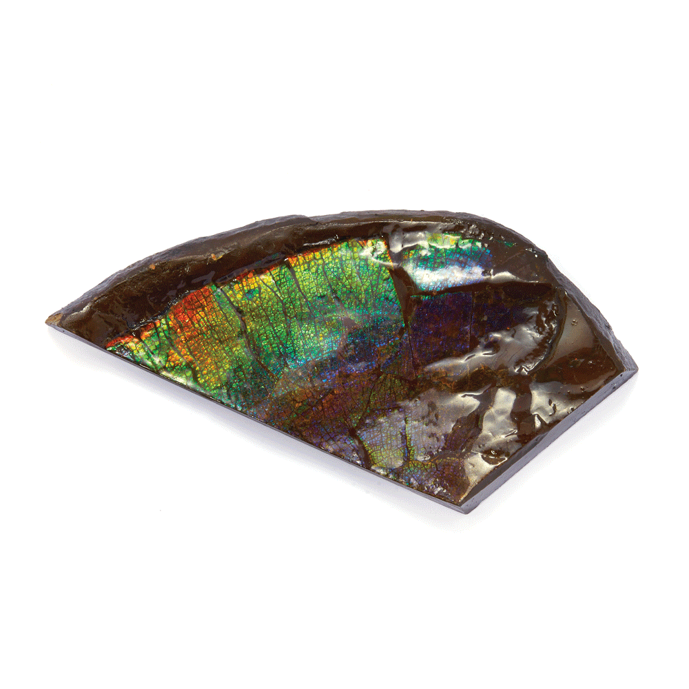 Ammolite