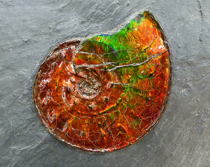 Ammolite