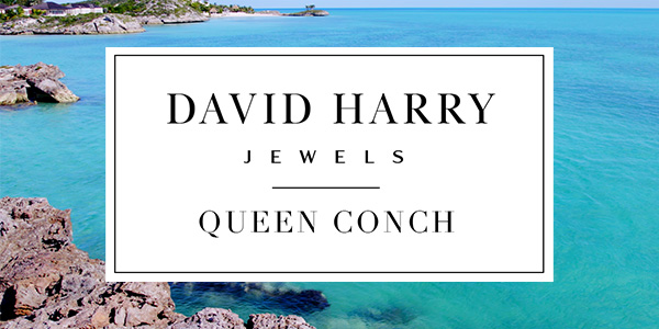 Conch Collection by David Troth