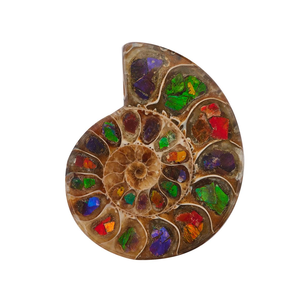 AA Ammolite & Ammonite Shell | GemCollector