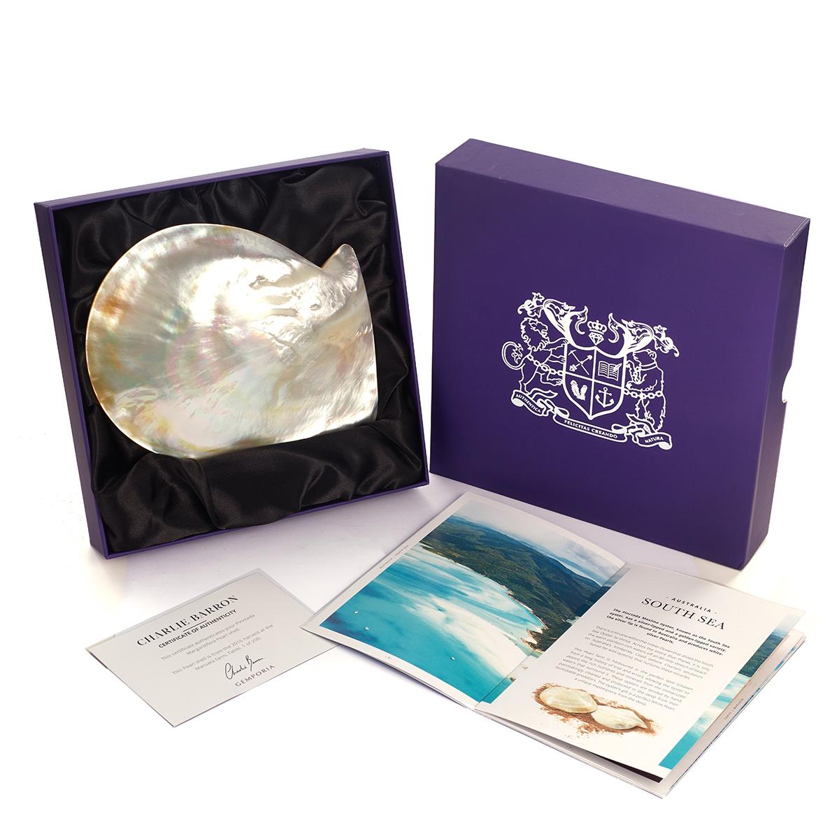 Pinctada Maxima Oyster Shell (6 x 5) | Gemporia